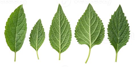 Green Leaf Collection With Sesame Texture Showing Natural Veins And Fresh Organic Details In