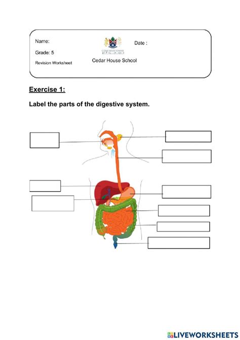 Elementary School Worksheets The Digestive System