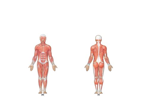 Diagram Of Pass Exam Muscles Posterior Back And Anterior Front