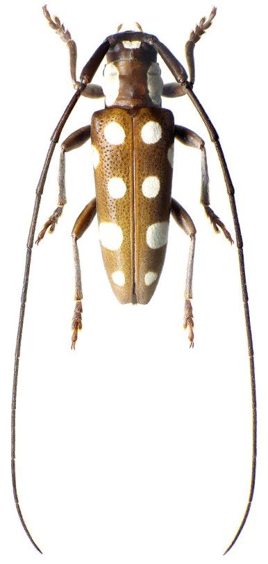Cerambycidae Species Details