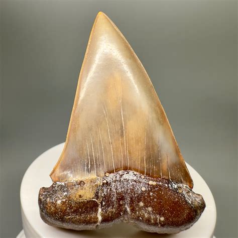 Fossil Extinct Mako And Isurus Shark Teeth Collection Megalodon Teeth
