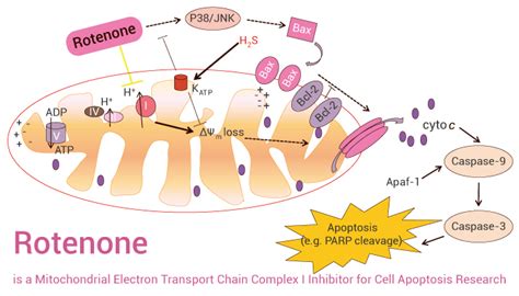 Rotenone Is A Mitochondrial Electron Transport Chain Complex I Inhibitor For Cell Apoptosis