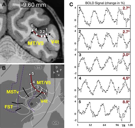 Visual Field Map Clusters In Macaque Extrastriate Visual Cortex Journal Of Neuroscience
