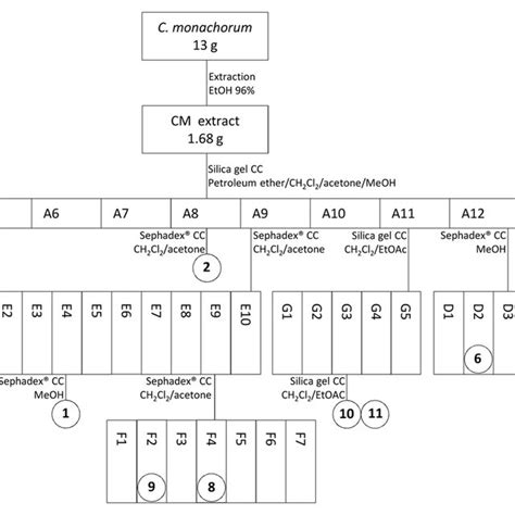 Schematic Flow Chart Of Extraction And Isolation Pure Compounds Download Scientific Diagram