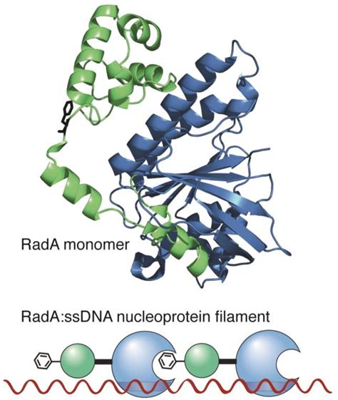 Figure 1 From Dna Repair In The Archaea An Emerging Picture Semantic
