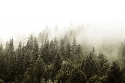 Understanding Tree Based Machine Learning Methods Comet