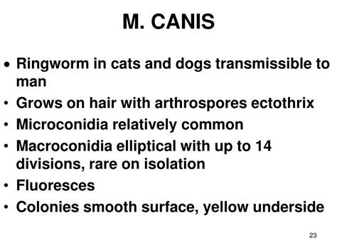 Ppt Mycology Powerpoint Presentation Free Download Id 630488