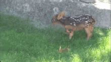 Pudu  Pudu Discover And Share S