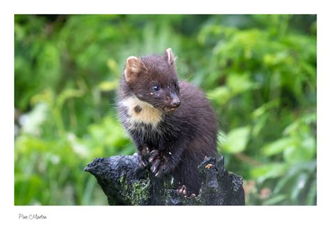 Buy Pine Marten Prints