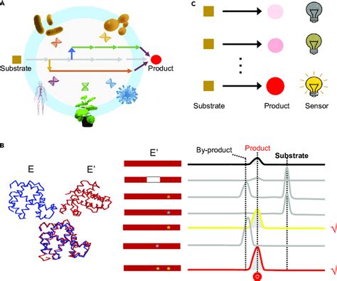 Strategies For Enzyme Discovery And Engineering A Multi Species