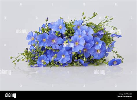 Bouquet Of Blue Flax Flowers Isolated On White Background Bouquet Of
