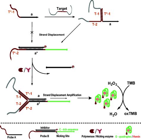 The Detection Principle Of Our Sensor Download Scientific Diagram