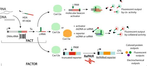 Regulation Of Crispr Gene Circuits Through Pam Free Nucleic Acid