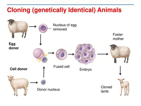 Genetic Engineering Ppt Download