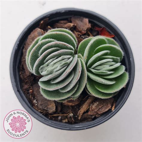 Buy Crassula Tomentosa Var Glabrifolia Australia Quality Succulent