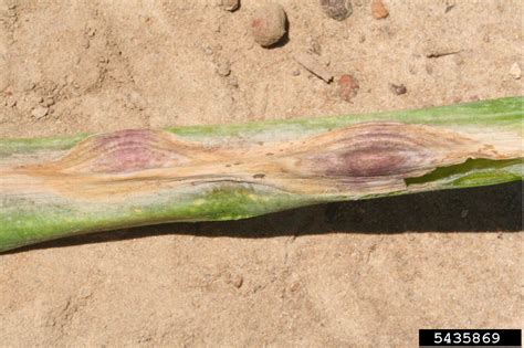 Foliar Diseases Of Alliums Maine Organic Farmers And Gardeners