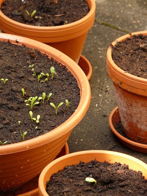 Plant Seed Seeds - Free photo on Pixabay - Pixabay