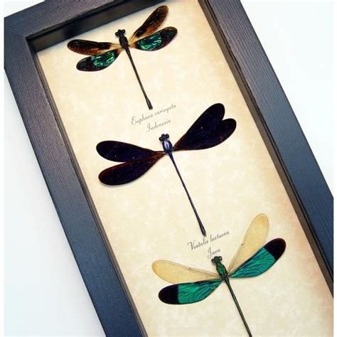 Damselfly Collection Green Purple Damselflies Framed Damselflies