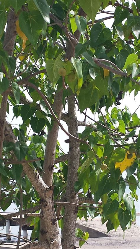 34 Best Images About Trees From Puerto Rico Arboles De Puerto Rico On
