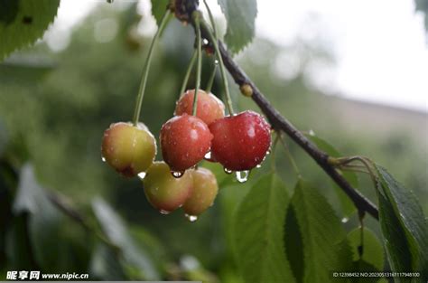 樱桃摄影图 水果 生物世界 摄影图库 昵图网