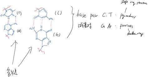 Mit 分子生物学 Part1 1 2 Dna的结构 哔哩哔哩
