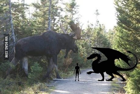 Moose Compared To Human