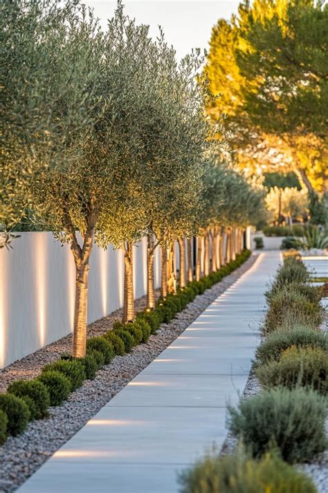 Landscaping With Tall Concrete White Fence Wall Lined With Small Olive