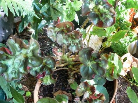 Australian Begoniaceae