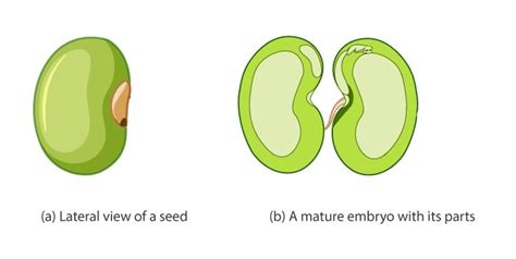 Seed Anatomy Diagram Quizlet