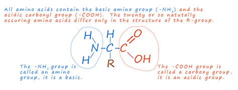 Amino Acids Definition Gcse At Connie Corning Blog