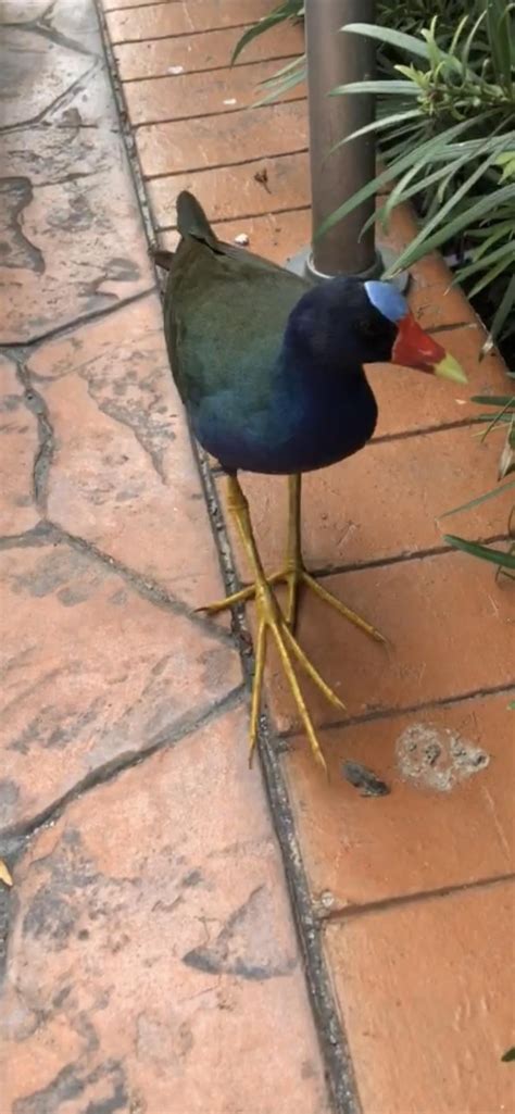 Florida Everglades Rwhatbirdisthis