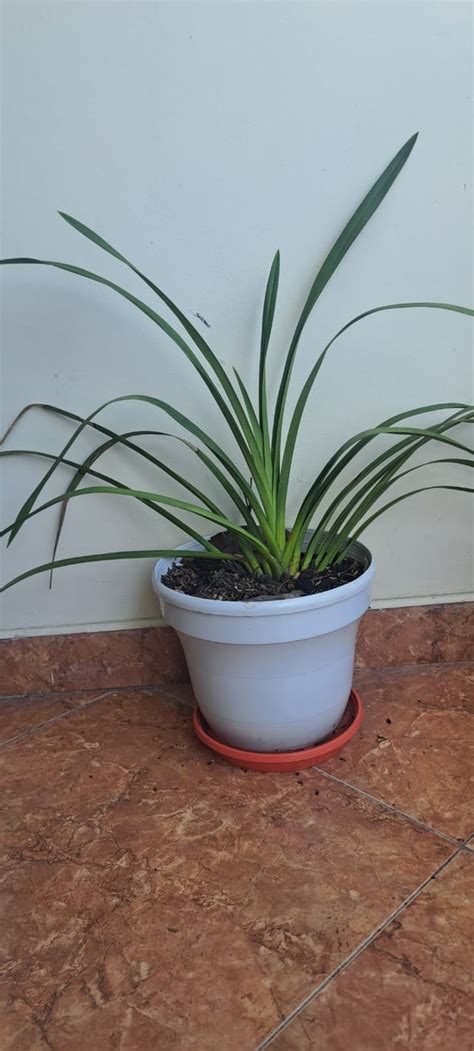 Orchid Identification Rorchids