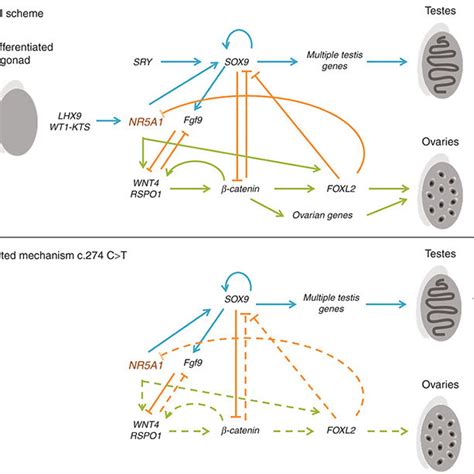 Schematic Overview Of The Sex Development Gene Regulation Network
