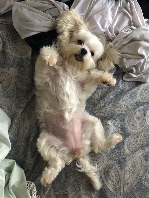 Scroll View 皮卡丘表情轉轉轉 彼得潘的 Swift Ios App 開發教室 Medium