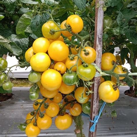 Jual 15 Biji Benih Tomat Mini Microtom Shopee Indonesia