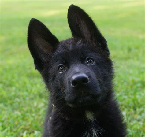 Black German Shepherd All On This Dog With Rare Coat Color