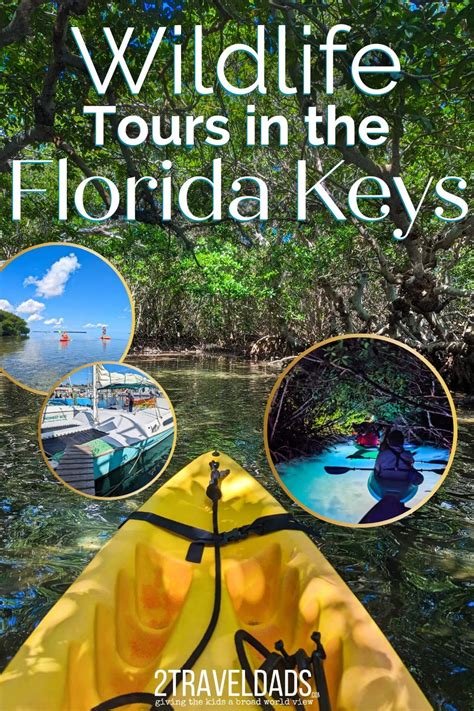 Our Favorite Wildlife Tours In The Florida Keys From Kayaking To Ocean