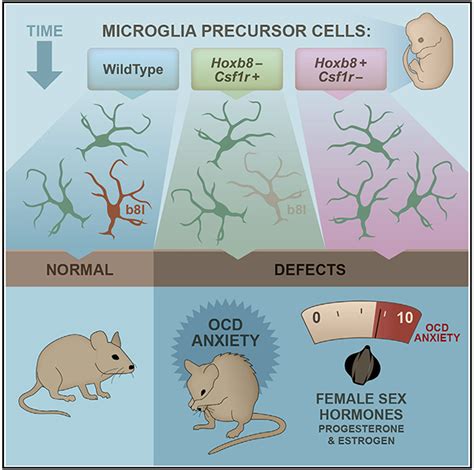 A Microglia Sublineage Protects From Sex Linked Anxiety Symptoms And