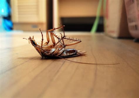 Clear Signs Your Home Has A Cockroach Problem Armor Pest Control