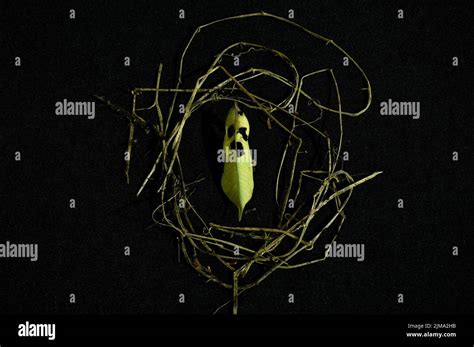 Dry Leaf Decompose Look Like Ghost Face Structure With Grass Circle On