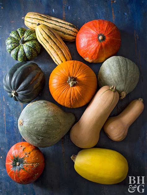How To Grow Your Favorite Winter Squashes In The Garden
