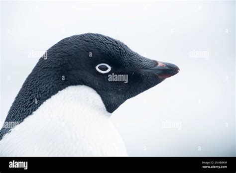 Portrait Of Adelie Penguin Pygoscelis Adeliae Paulet Island