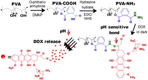 Schematic Illustration Of The Synthesis Procedure Of Pva Dox Conjugates