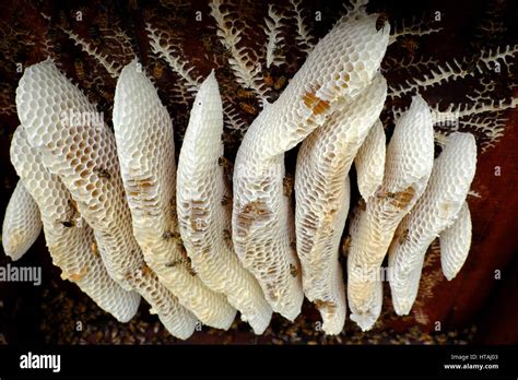 Group Of Honeycomb In The Box With Honey Bee Beeswax Apiculture Is Popular In Vietnam