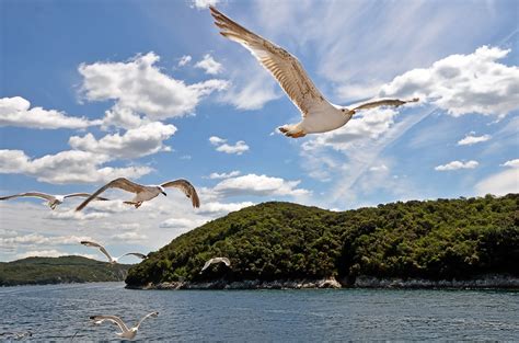 Чайки над водой (36 фото) - красивые фото и картинки pofoto.club
