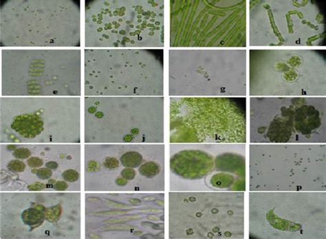 Microscopic Algae