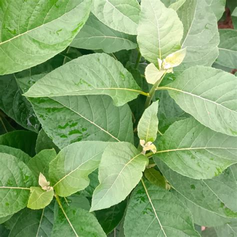 Bitter Leaf Debjos Import Ltd