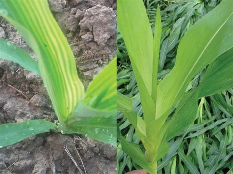 Waarde Van Swael Pasop Om Dit Gering Te Skat Nwk Arena