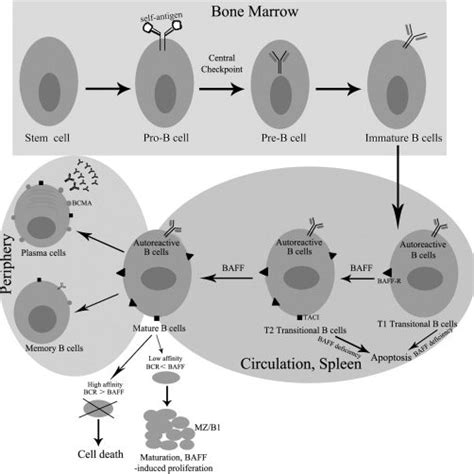Baff April Receptor Expression In B Cell Differentiation Process And Download Scientific
