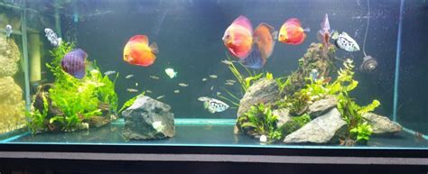 A Guide To Aquarium Substrate Choices